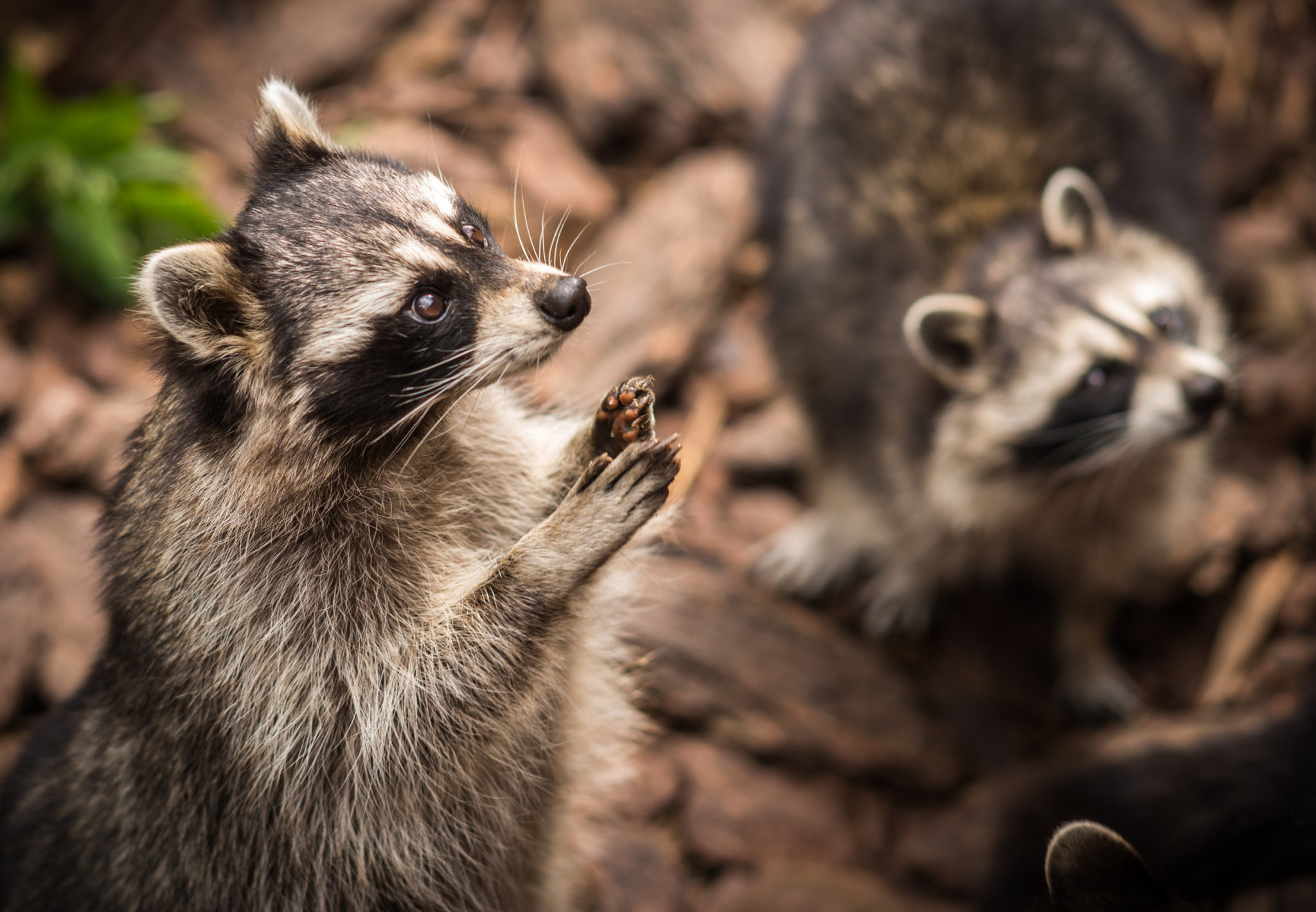 Portrait of a pretty ragged raccoon, Russia - Apple Pest Control